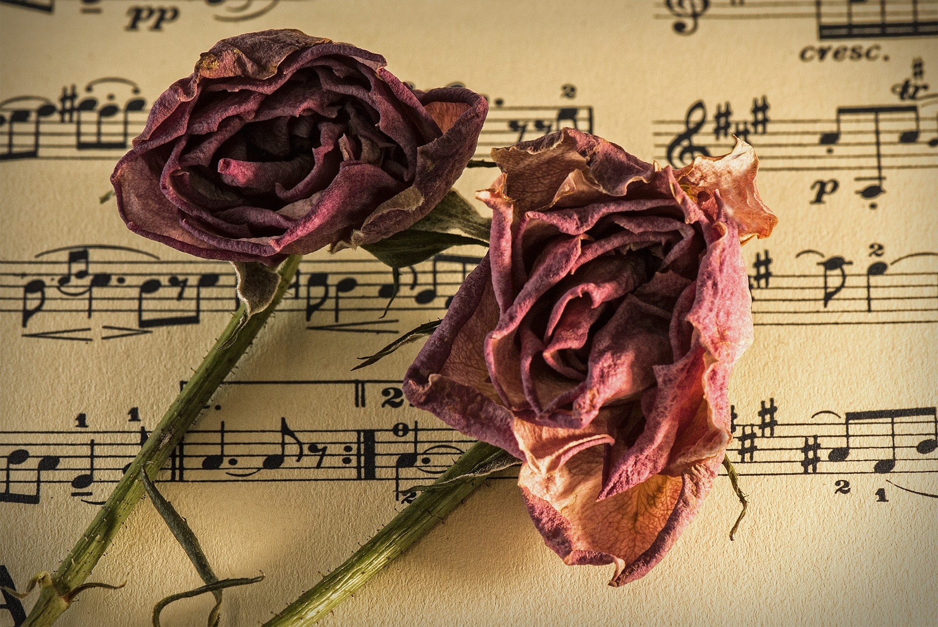 Musicnotes Coupon And A Musicology Ramble Sara s Music Studio